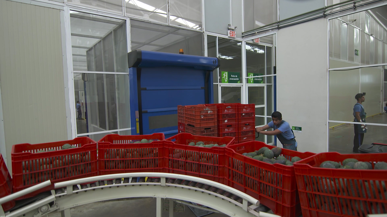 Processing in Packing Plant - Avocado Institute of Mexico