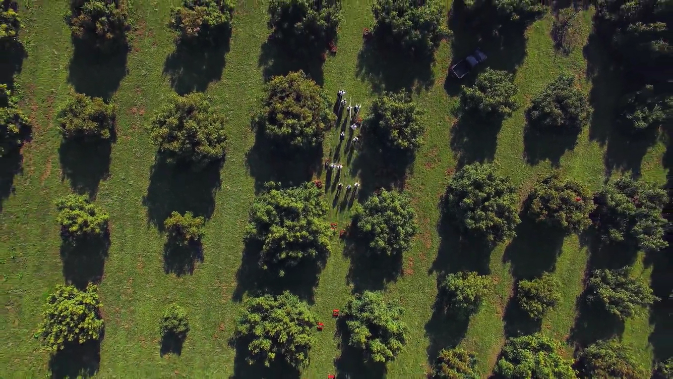 Overhead shots - Avocado Institute of Mexico