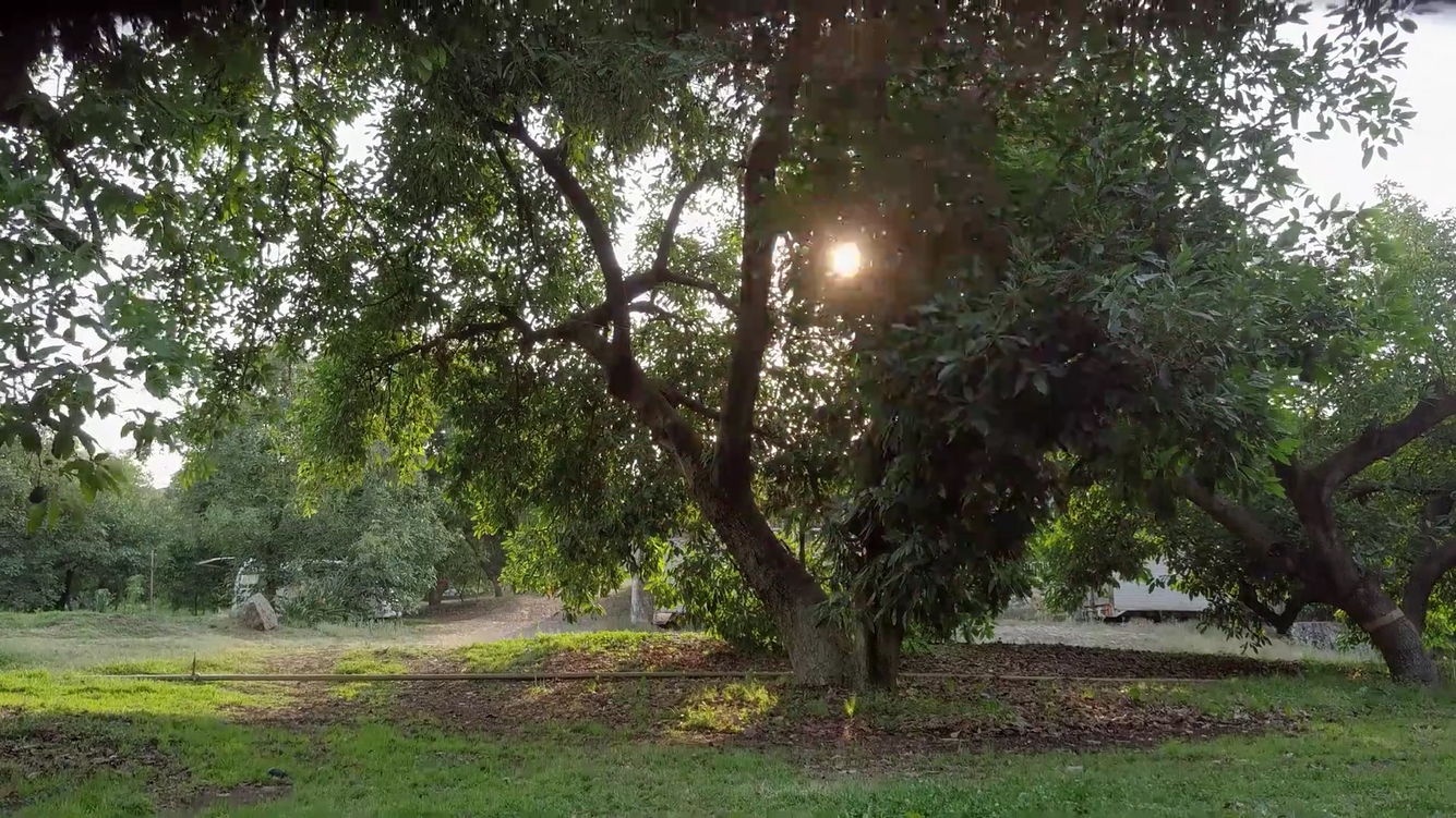 Trees - Avocado Institute of Mexico