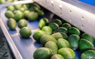 Avocado Imports Achieve Record-Breaking Impact Growth on Both Sides of ...
